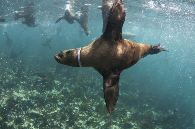 WATCH: 'Saving Seals' film wins Grand Prix at International Tourism ...