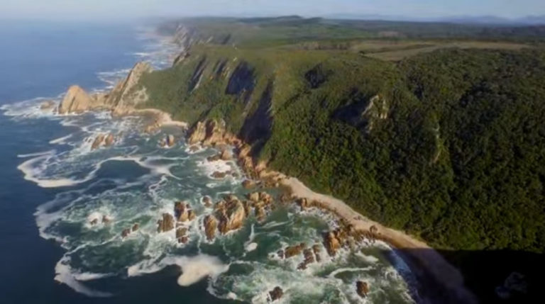 12 Great White Sharks spotted along Plett coastline - Smile 90.4FM