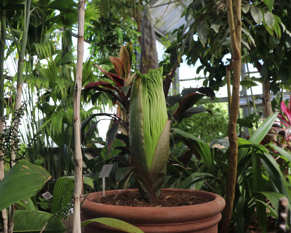 A flower that smells like death: Titan Arum blooms in SA - Smile 90.4FM