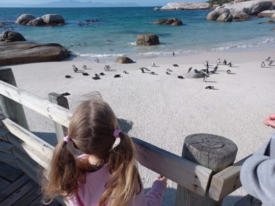 SANParks backtracks on indemnity form requirement at Boulders, Cape ...