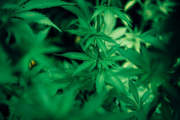 Cannabis Master Plan: Boost for Hemp cultivation - Smile 90.4FM