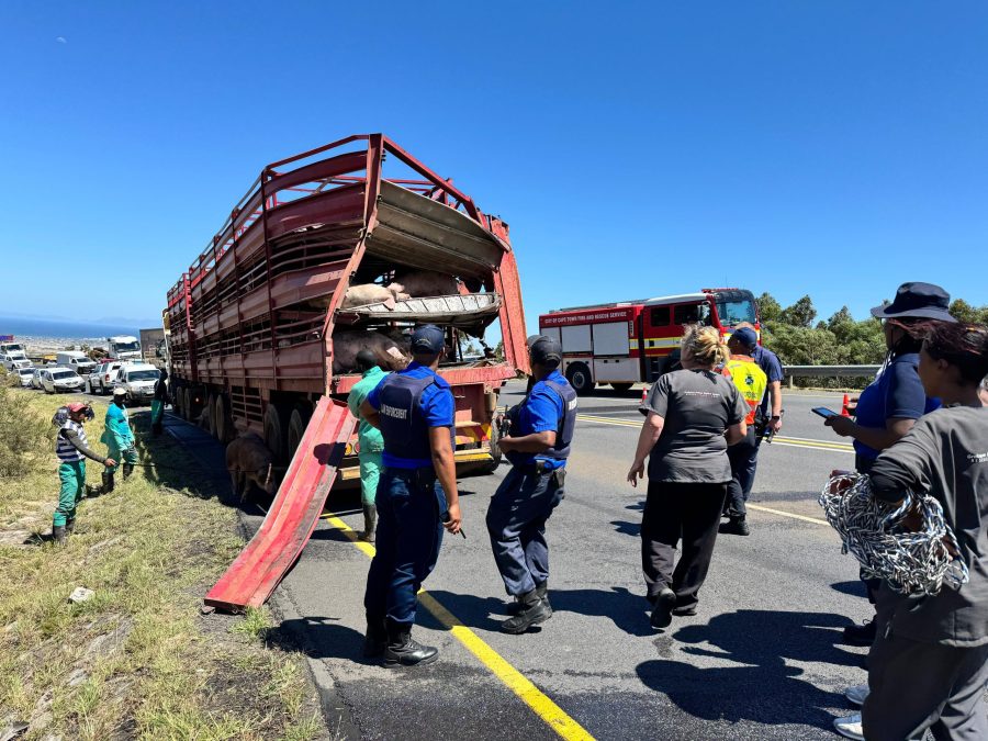 Truck drivers injured, pigs killed in N2 Sir Lowry’s Pass collision