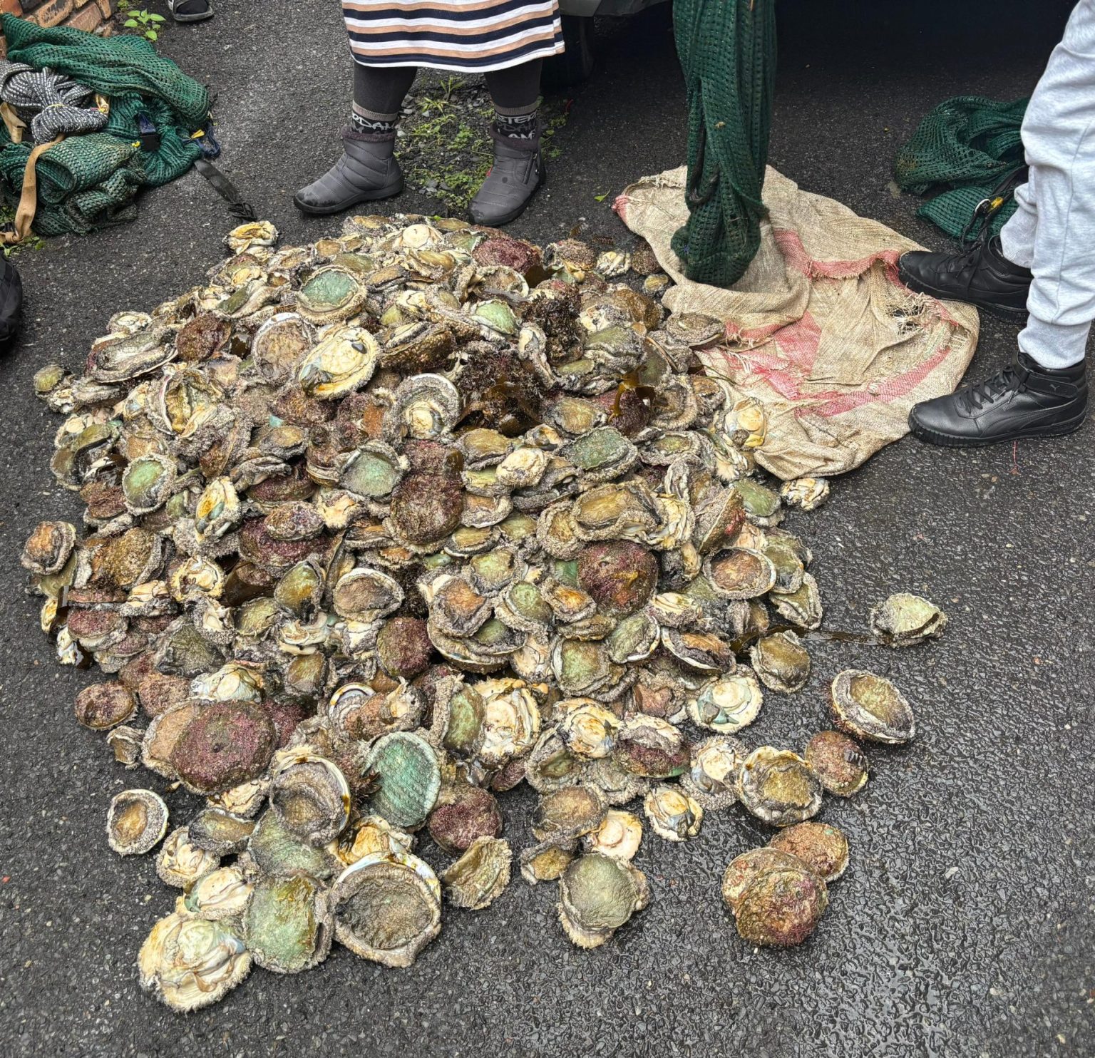 An alleged abalone thief has been nabbed in Cape Town - Smile 90.4FM