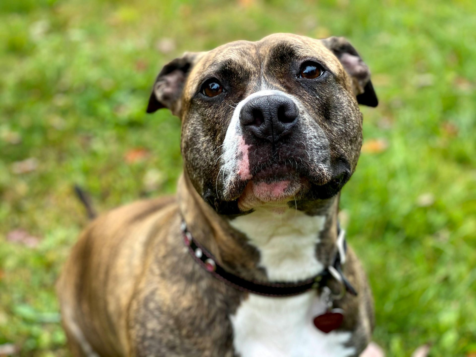 Calls for stricter rules after another fatal Pit Bull attack - Smile 90.4FM
