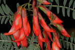 A local plant is opening new paths for cancer treatment research ...
