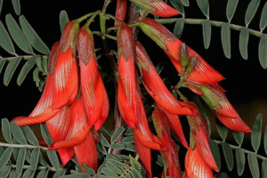 A local plant is opening new paths for cancer treatment research ...